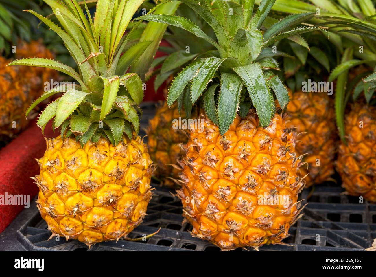 Tropical fruit, ripe big pineapple pineapple close-up Stock Photo - Alamy