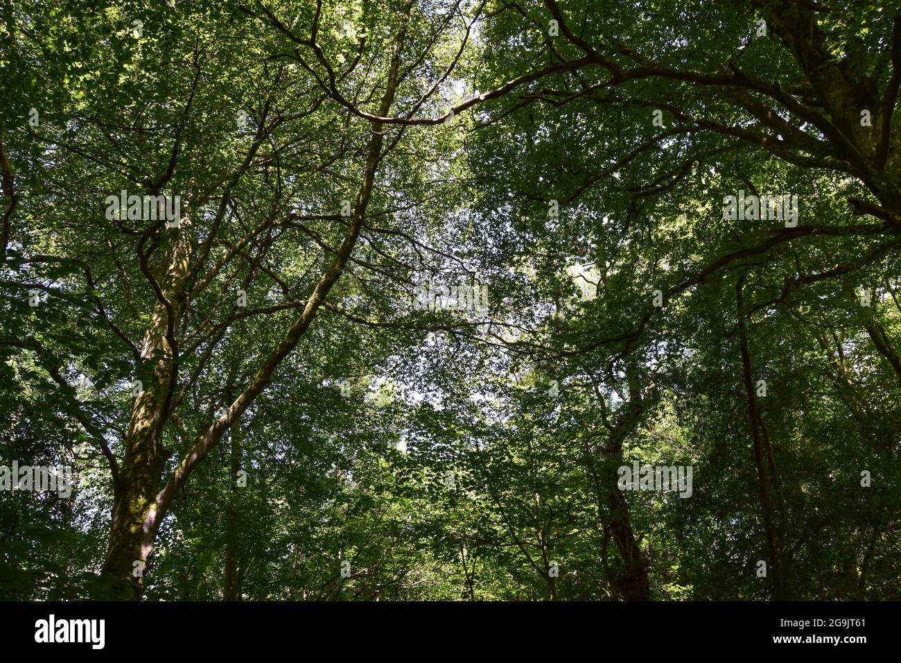 Respryn bridge river fowey hi-res stock photography and images - Alamy