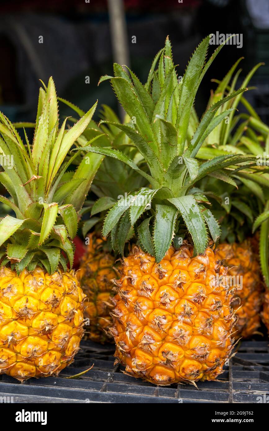 Tropical fruit, ripe big pineapple pineapple close-up Stock Photo - Alamy