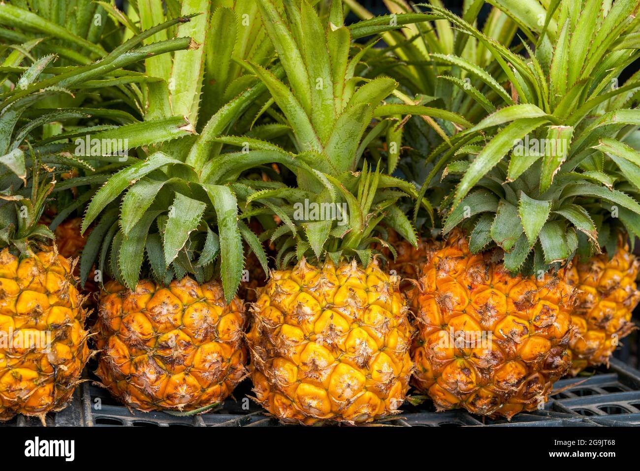 Tropical fruit, ripe big pineapple pineapple close-up Stock Photo - Alamy