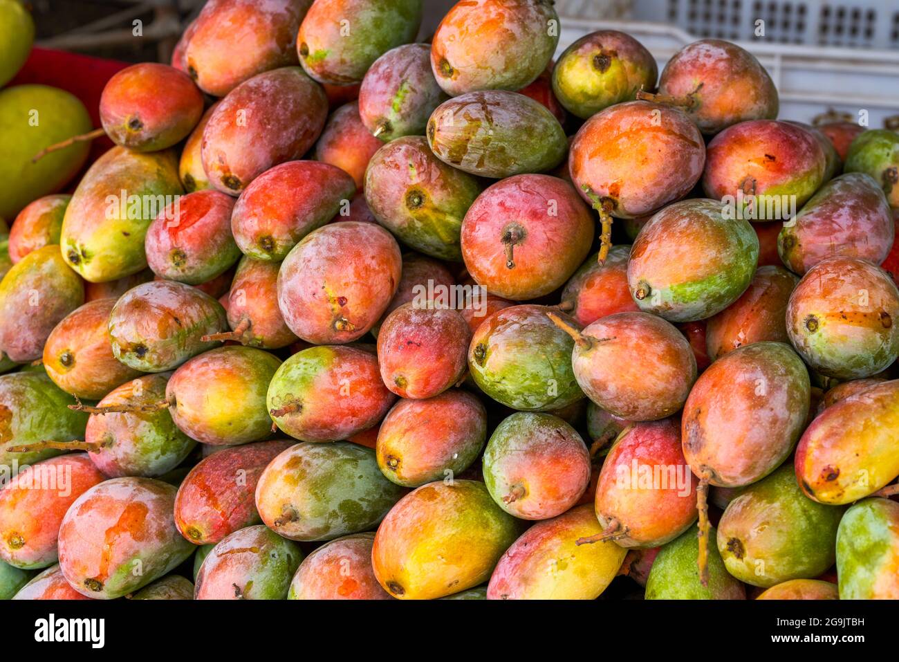 Mango tender leaves close up hi-res stock photography and images - Alamy
