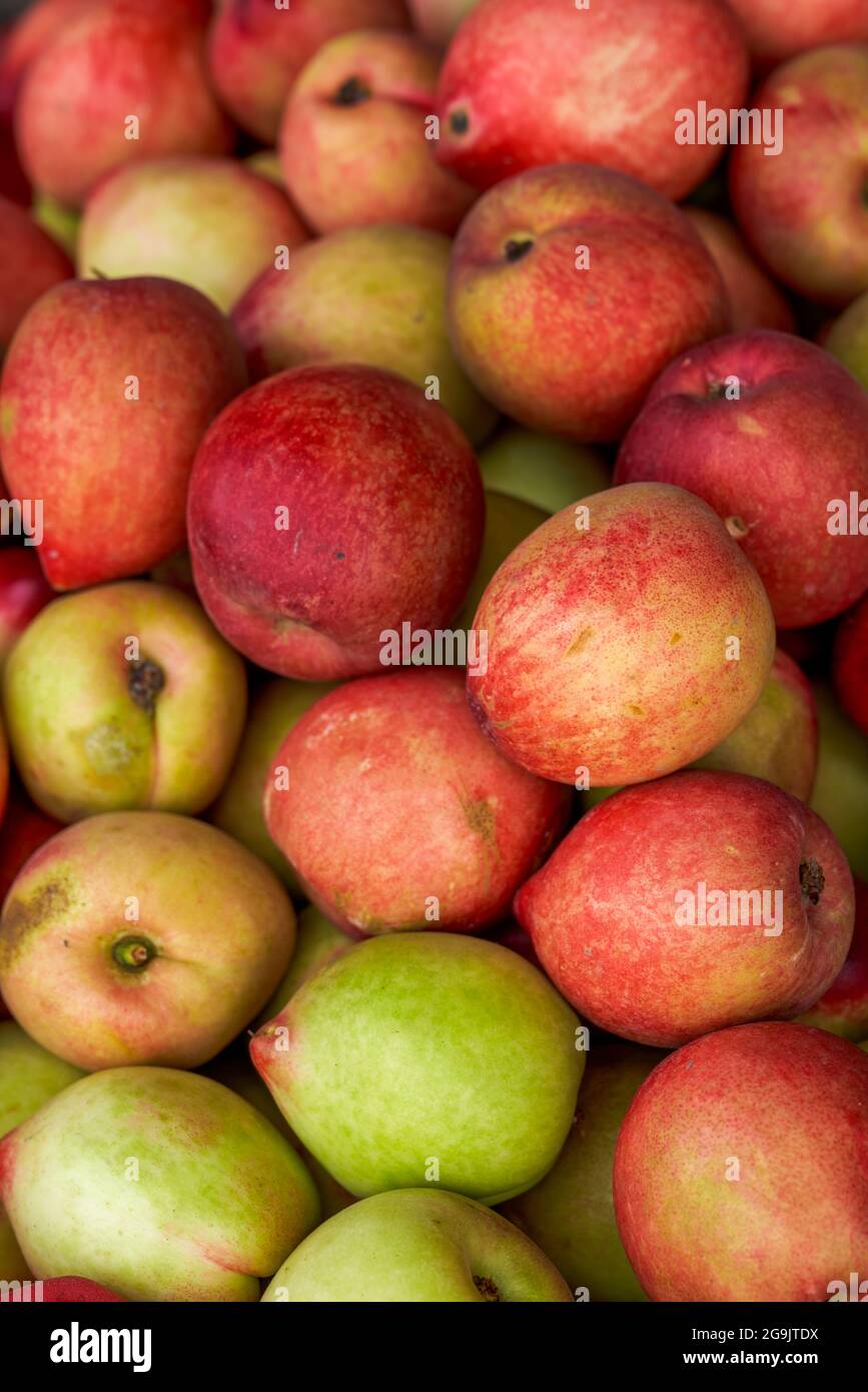 Tropical fruit, ripe red mango close-up Stock Photo - Alamy