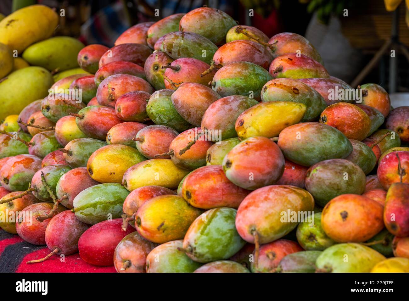 Mango tender leaves close up hi-res stock photography and images - Alamy