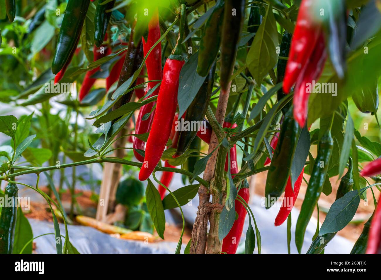 The pepper trees on the farm are full of Chili pepper fruits, red ...
