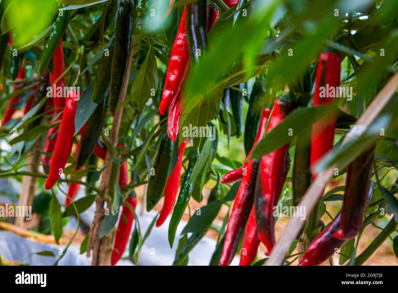 The pepper trees on the farm are full of Chili pepper fruits, red ...