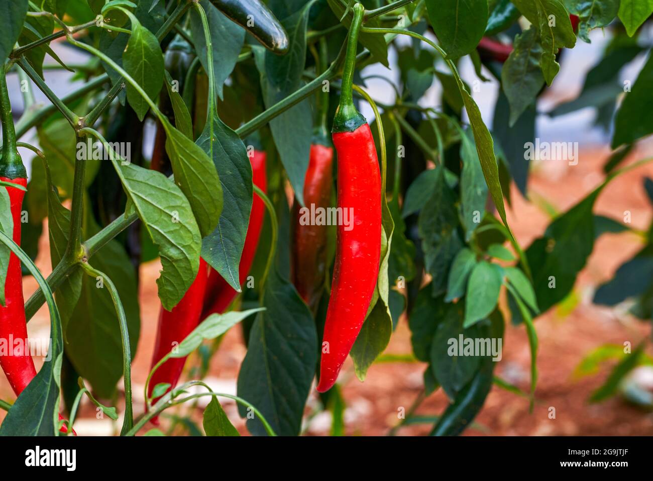 The pepper trees on the farm are full of Chili pepper fruits, red ...
