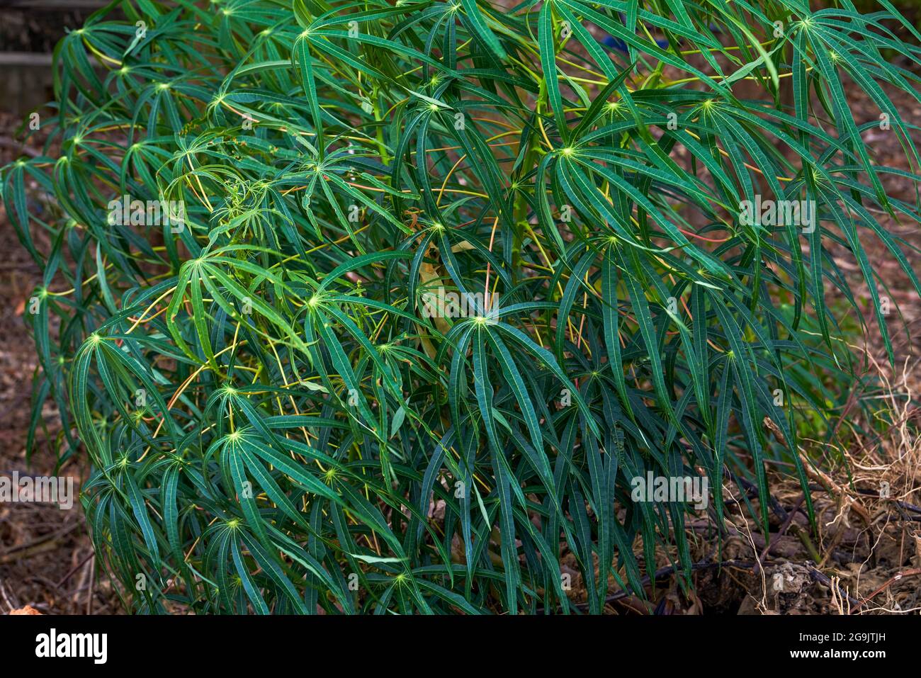 A lush long-leaf shrub plant Stock Photo - Alamy