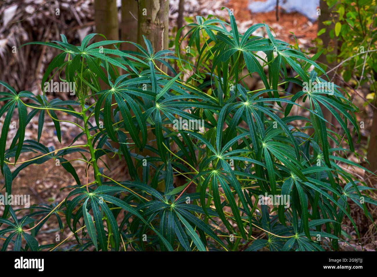 A lush long-leaf shrub plant Stock Photo - Alamy