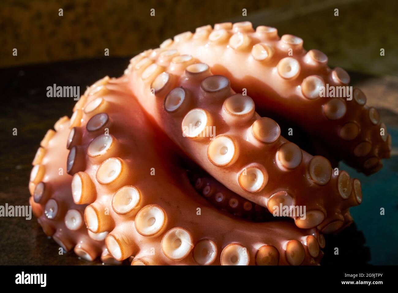 Scalded cooked big octopus, close-up of contracted octopus tentacles ...