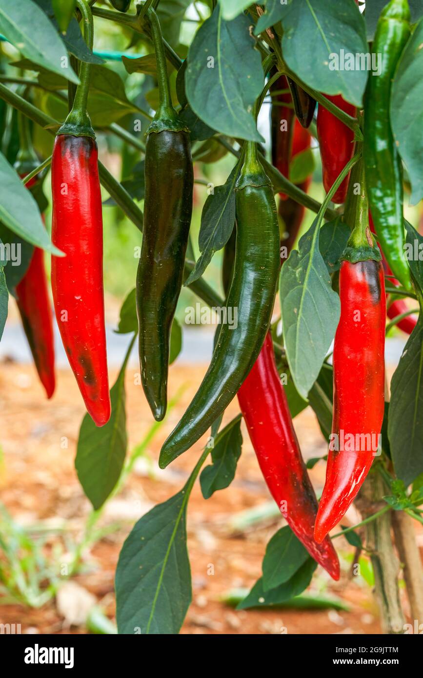 The pepper trees on the farm are full of Chili pepper fruits, red ...