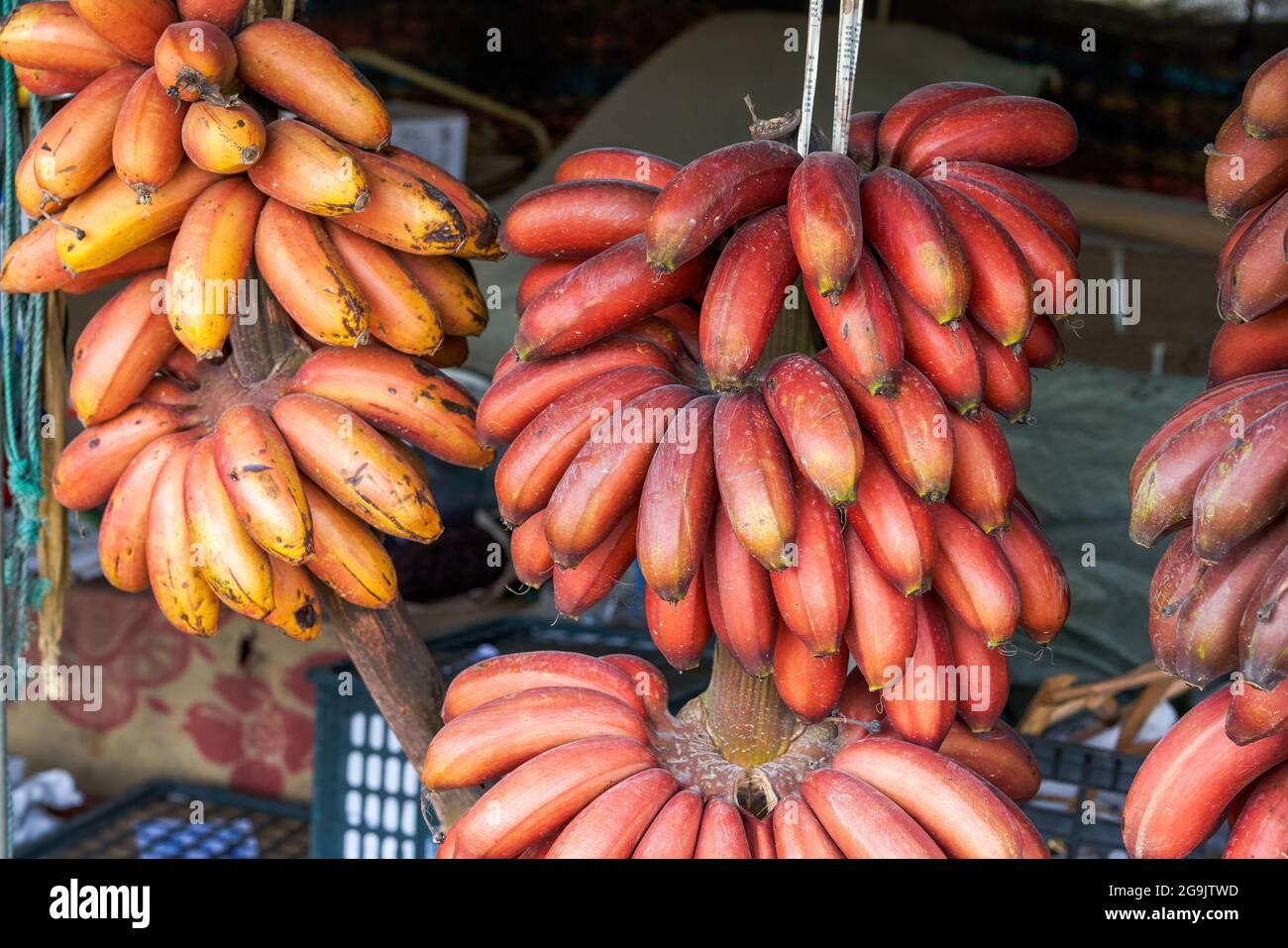 Tropical fruit, red ripe red banana Stock Photo - Alamy