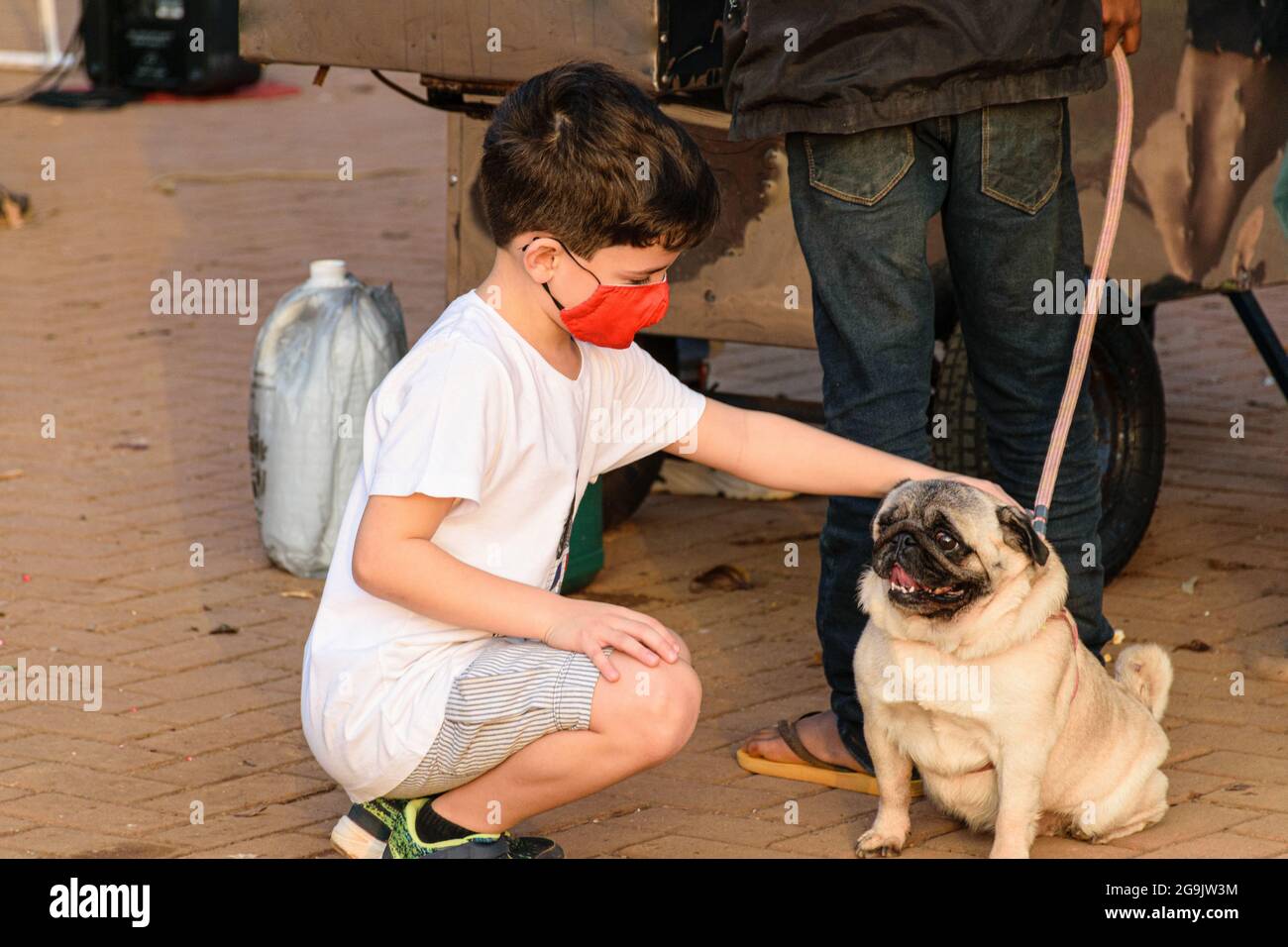 8 year old child, with mask, squatting and petting a Pug dog Stock ...