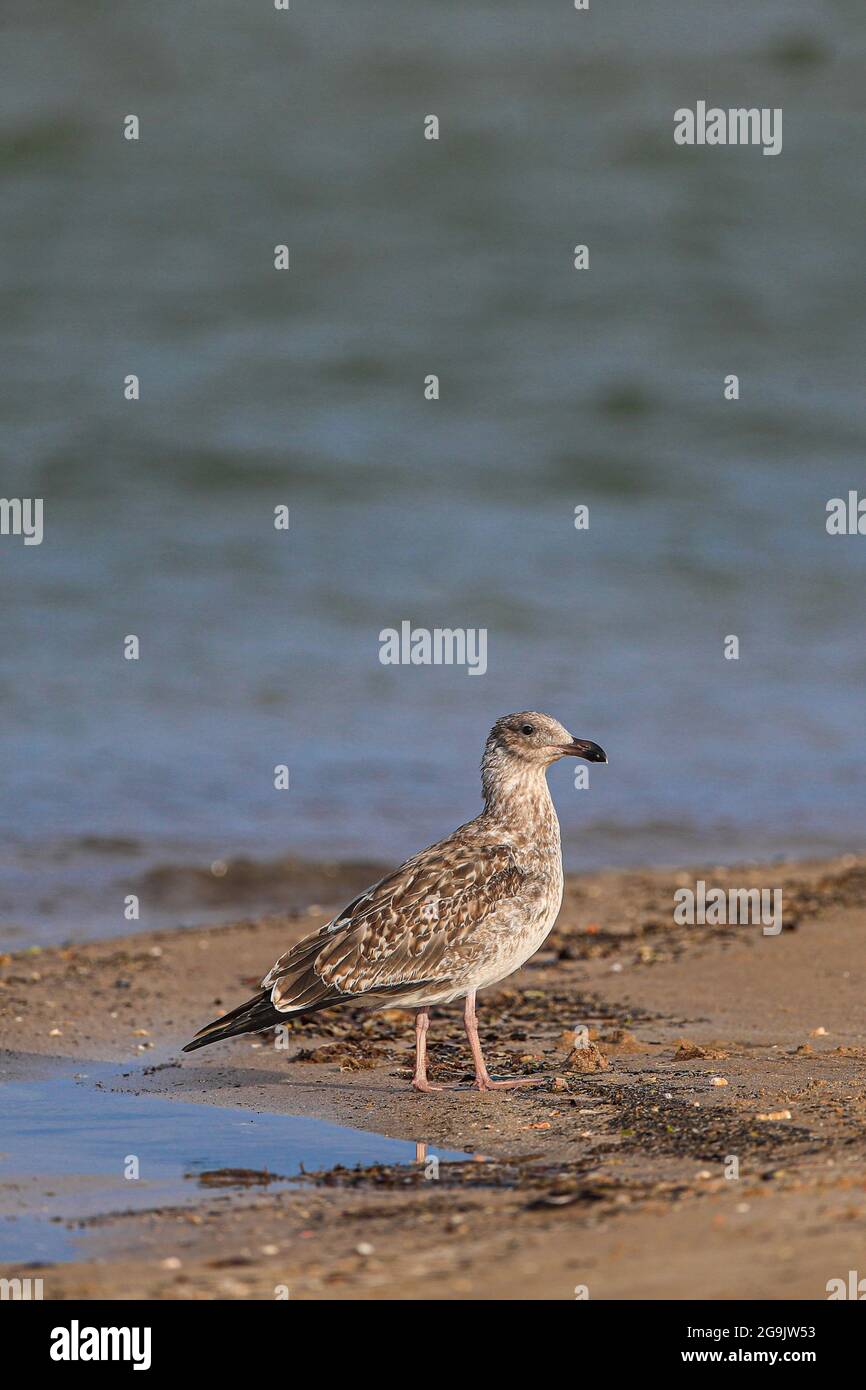 A seagull on the beach and estuary La Cruz in Kino viejo, Sonora ...