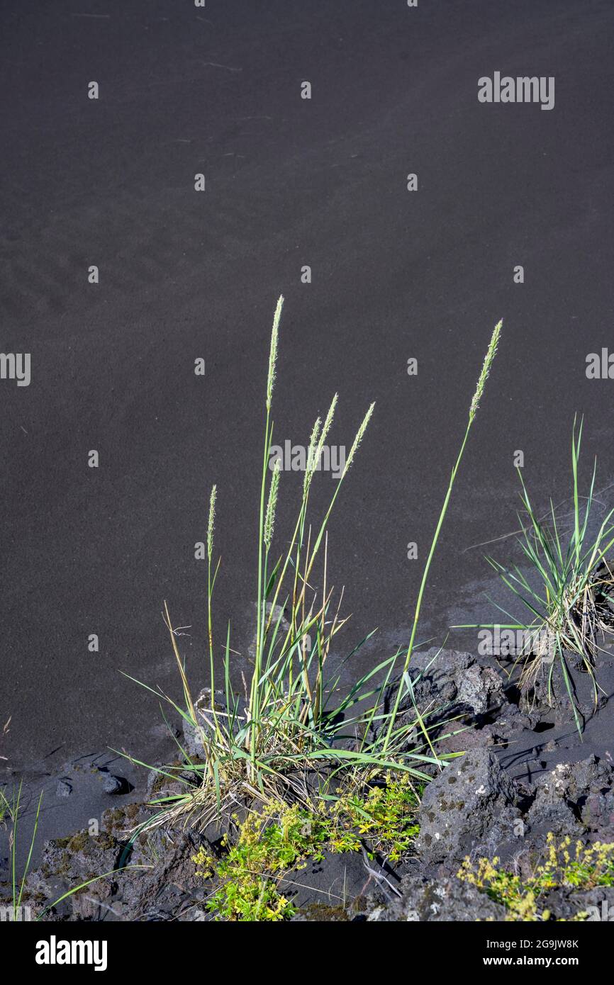 Grass and lava sand at the edge of the Eldhraun lava field ...