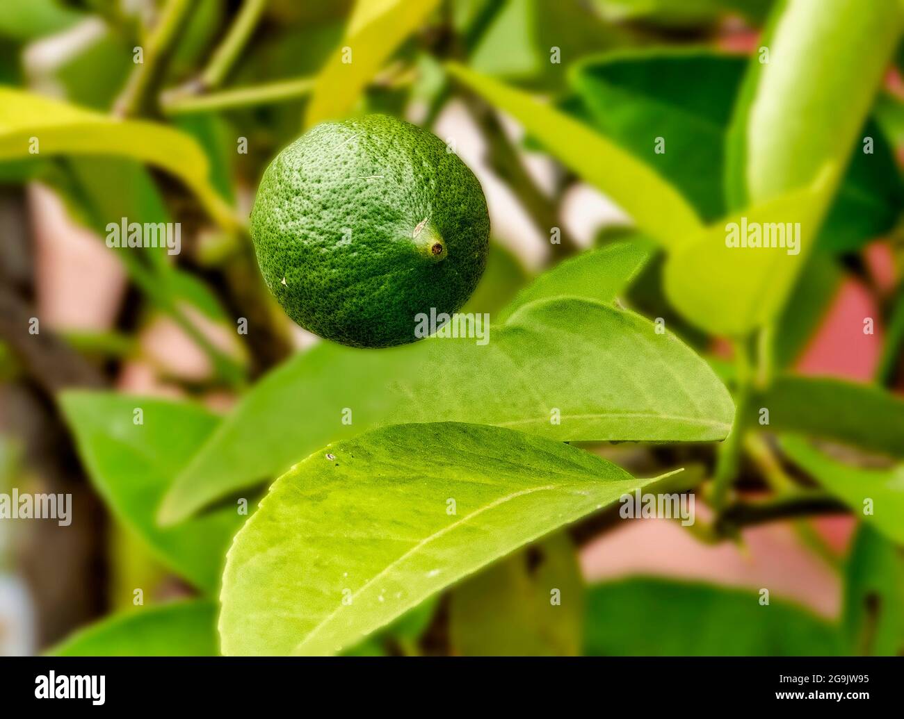 Miniature Lemon tree in bloom Stock Photo - Alamy
