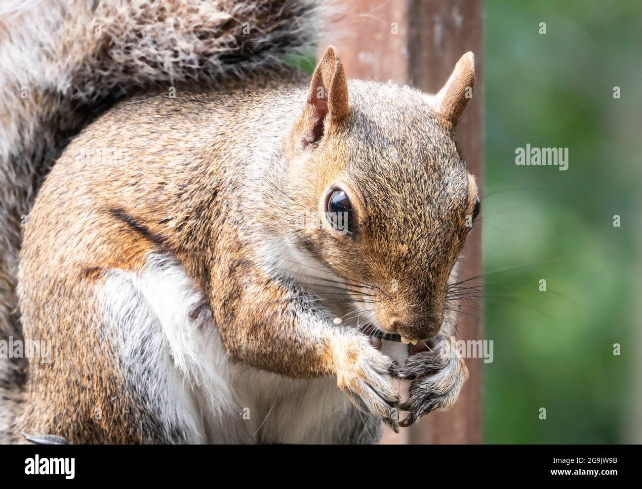 Garden Squirrel nibbles at bird seed Stock Photo - Alamy