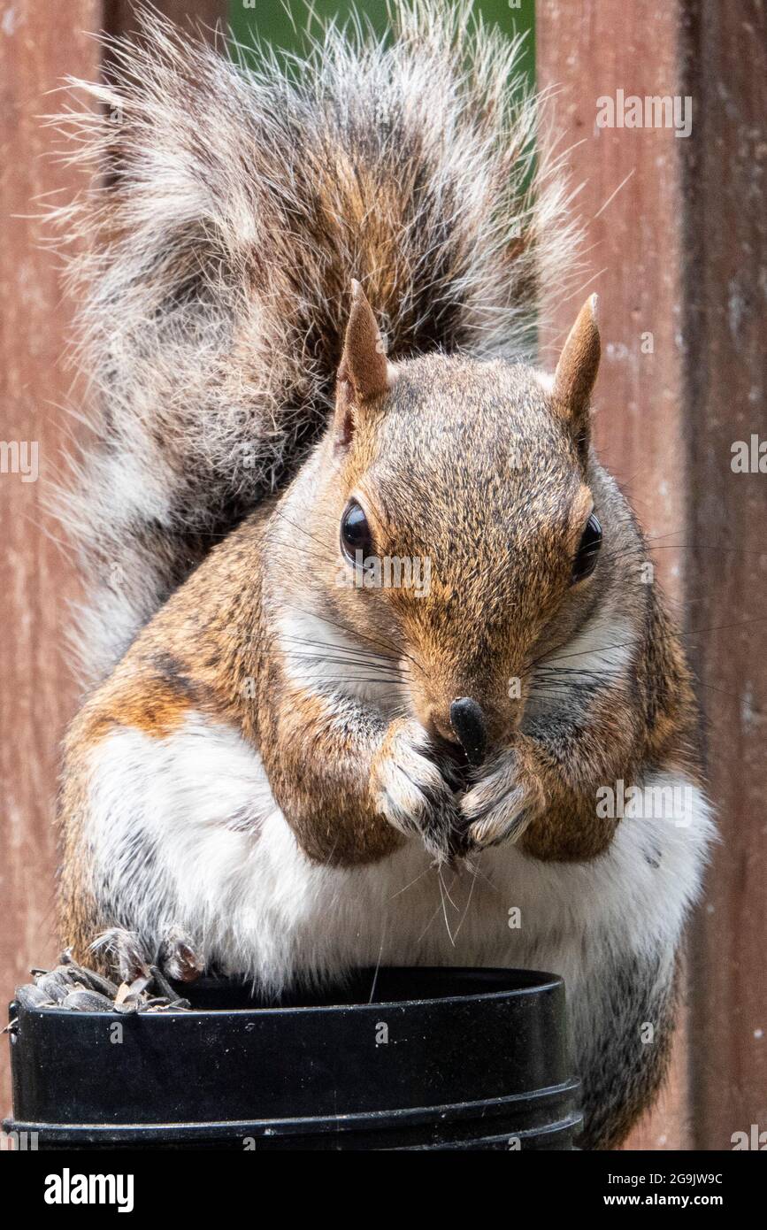 Garden Squirrel nibbles at bird seed Stock Photo - Alamy