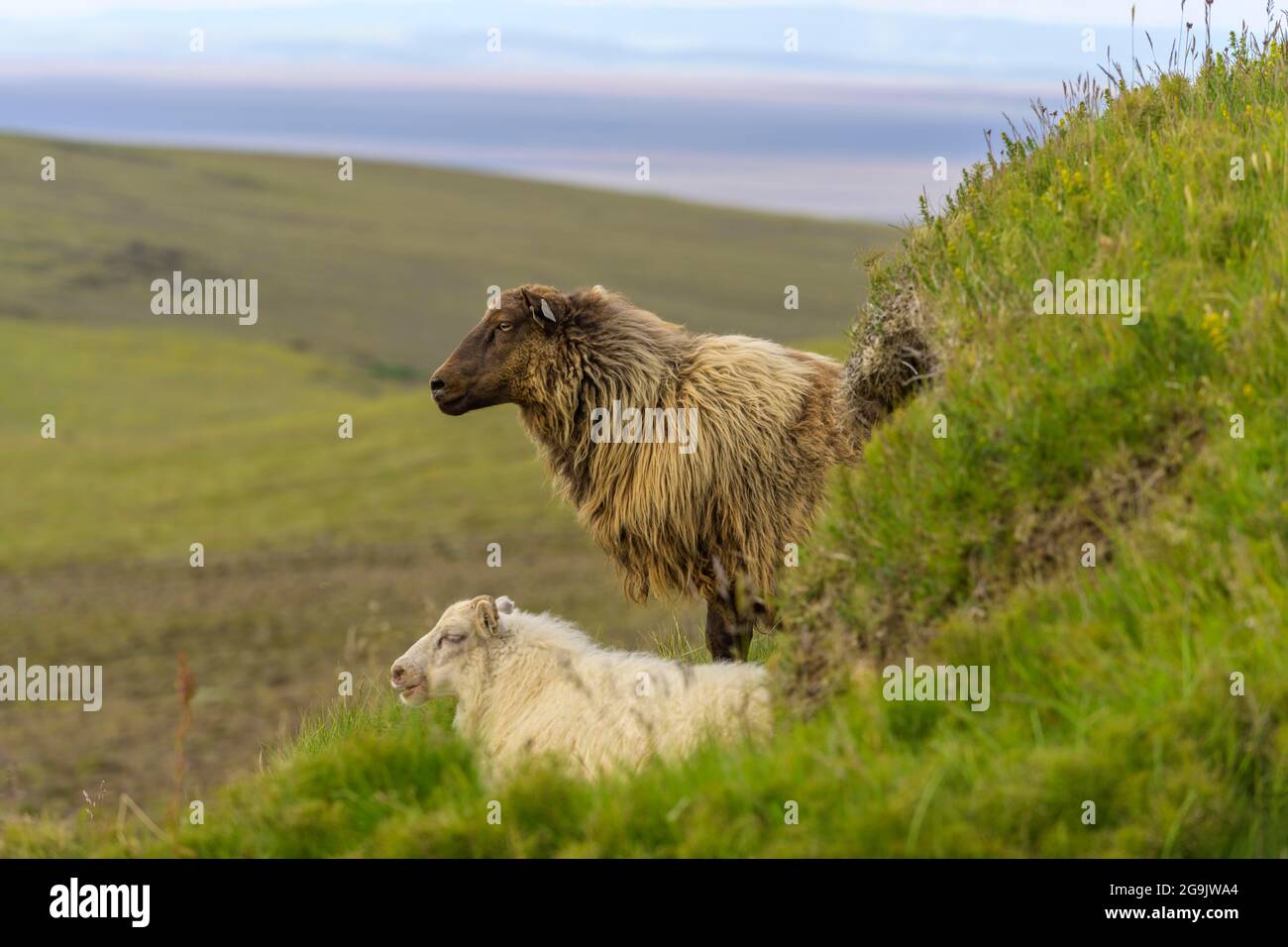 Sheep at Hjoerleifshoefdi (Viking grave), Myrdalur, Suourland, Iceland ...