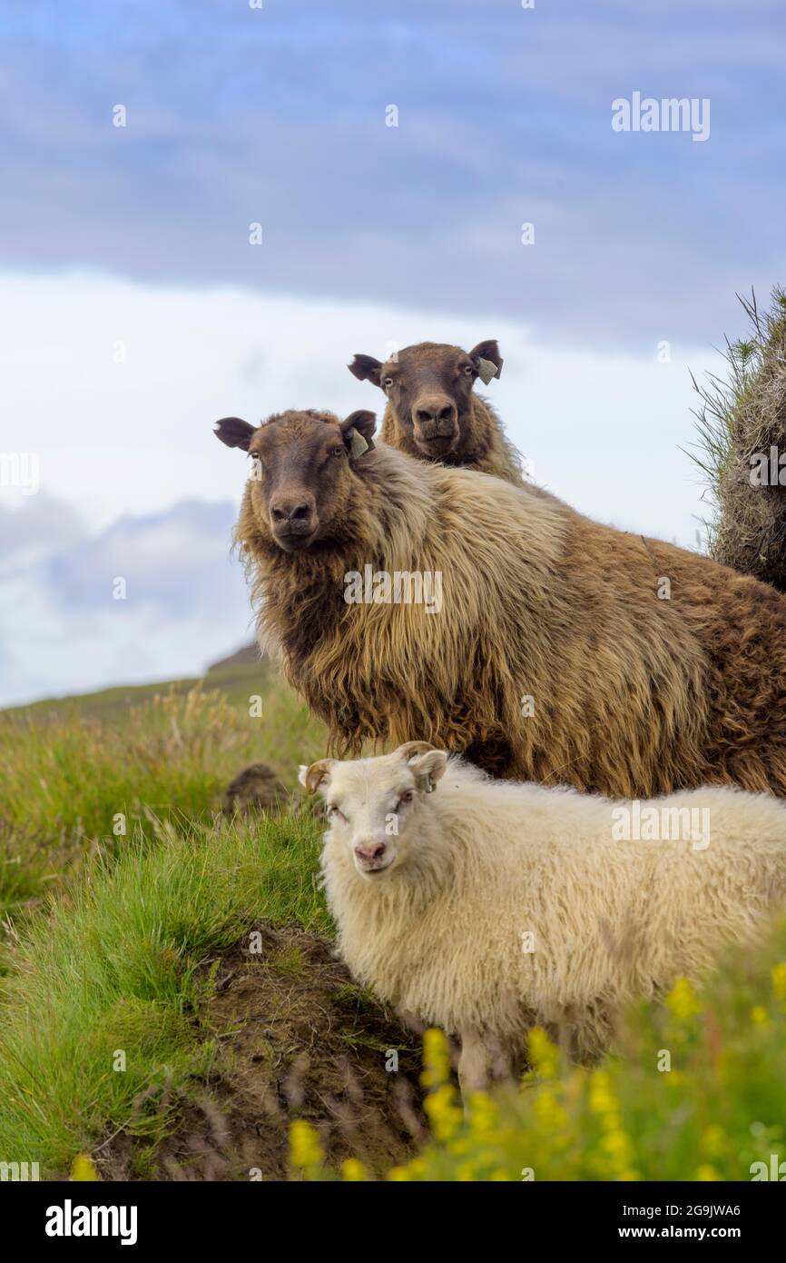 Viking farming hi-res stock photography and images - Alamy