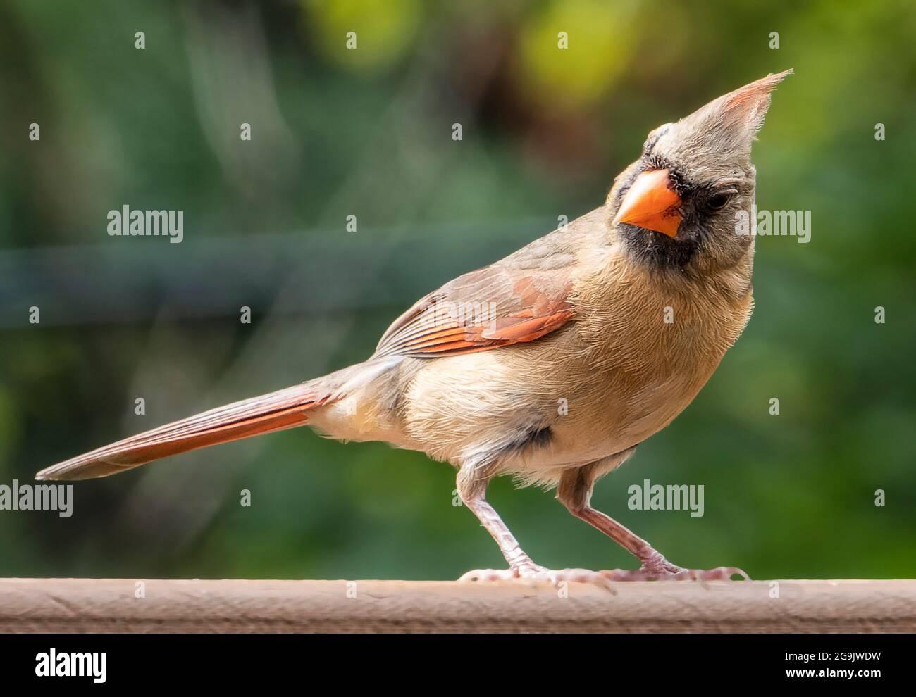 Female Northern cardinal on the garden deck Stock Photo - Alamy