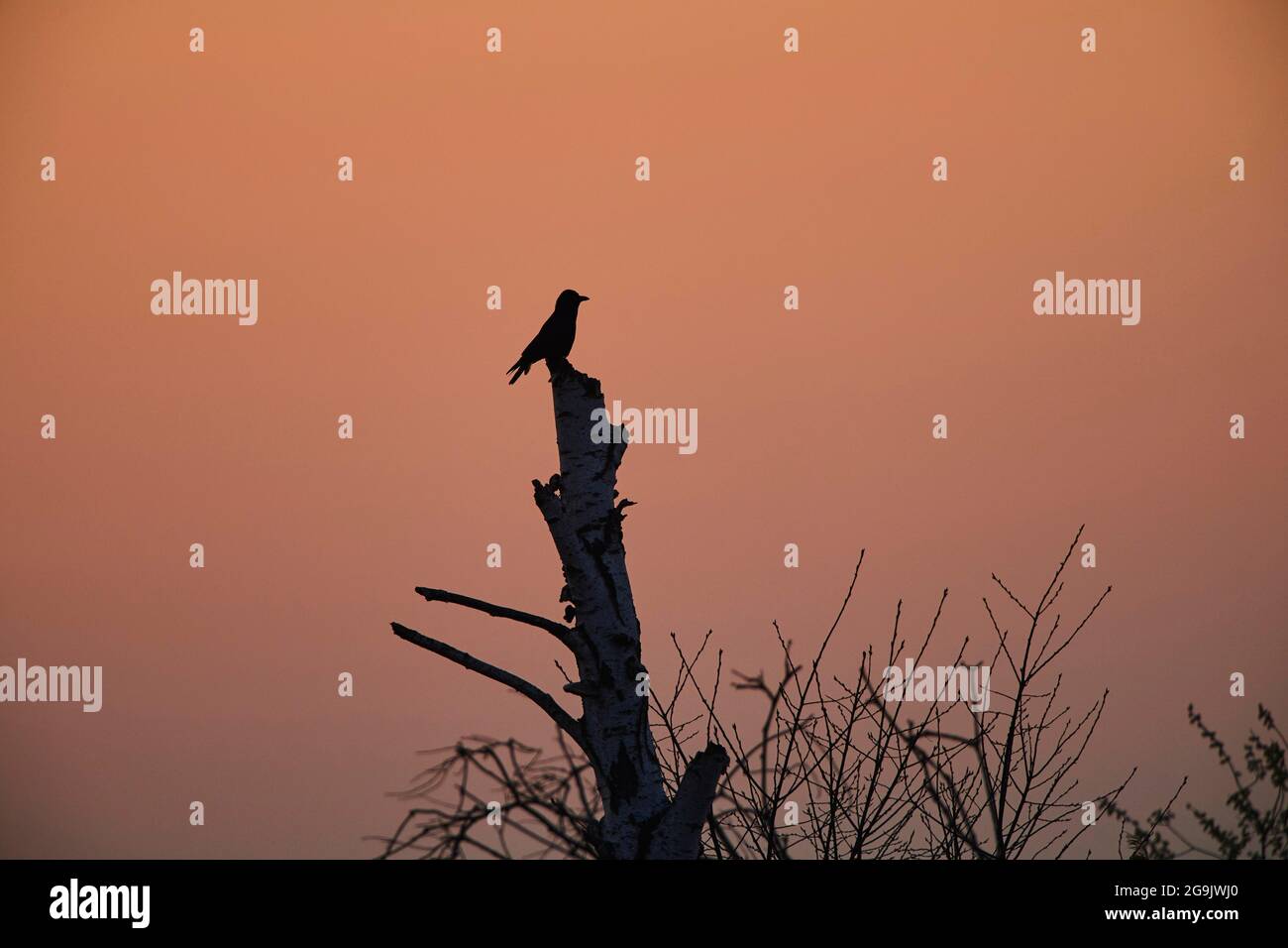 Carrion crow (Corvus corone) on a dead tree at sunset, Bavaria, Germany ...