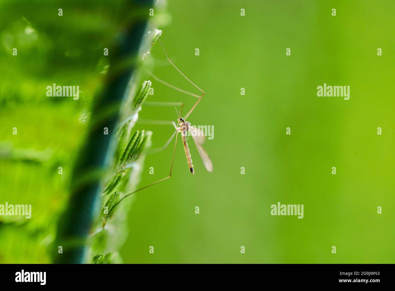 Crane fly (Tipulidae) on male fern (Dryopteris filix-mas), Detail ...