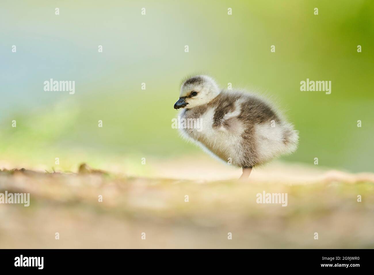 Barnacle goose (Branta leucopsis), chick, Bavaria, Germany Stock Photo ...