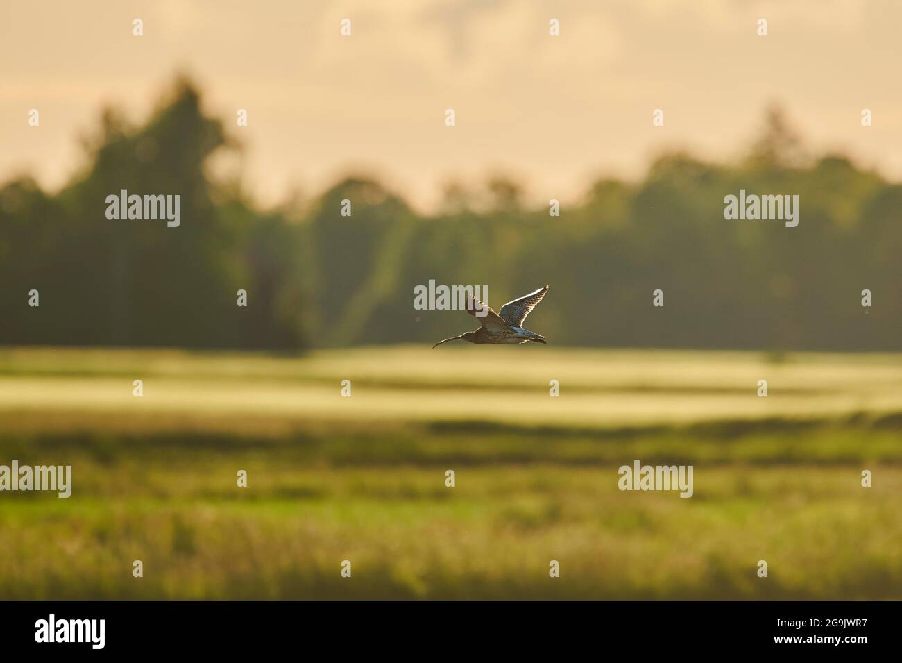Curlew flying hi-res stock photography and images - Alamy