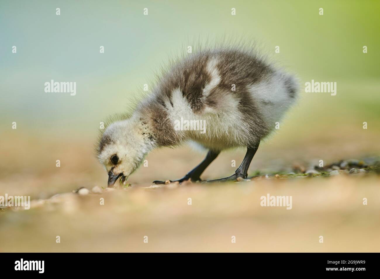 Barnacle goose (Branta leucopsis), chick, Bavaria, Germany Stock Photo ...