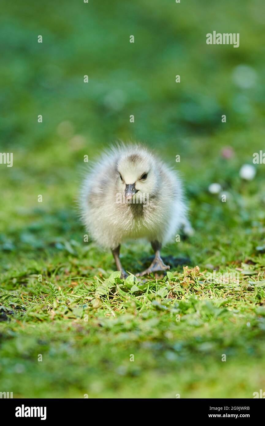 Barnacle goose (Branta leucopsis), chick on a meadow, Bavaria, Germany ...