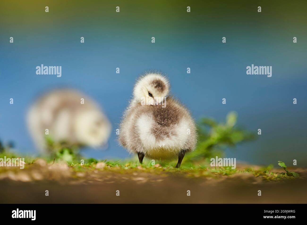Barnacle goose (Branta leucopsis), chick, Bavaria, Germany Stock Photo ...