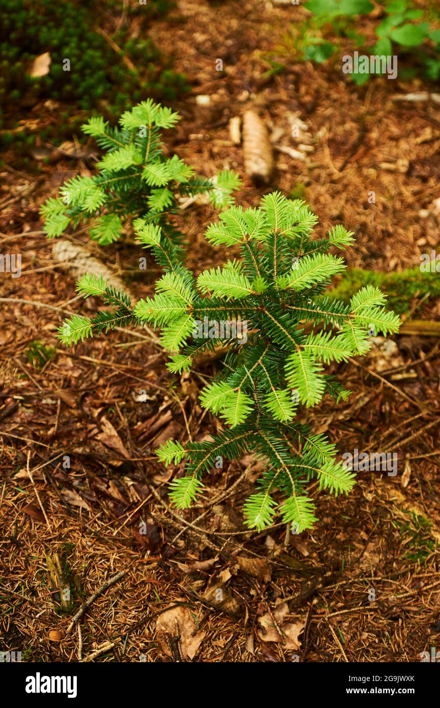 Silver fir tree hi-res stock photography and images - Alamy