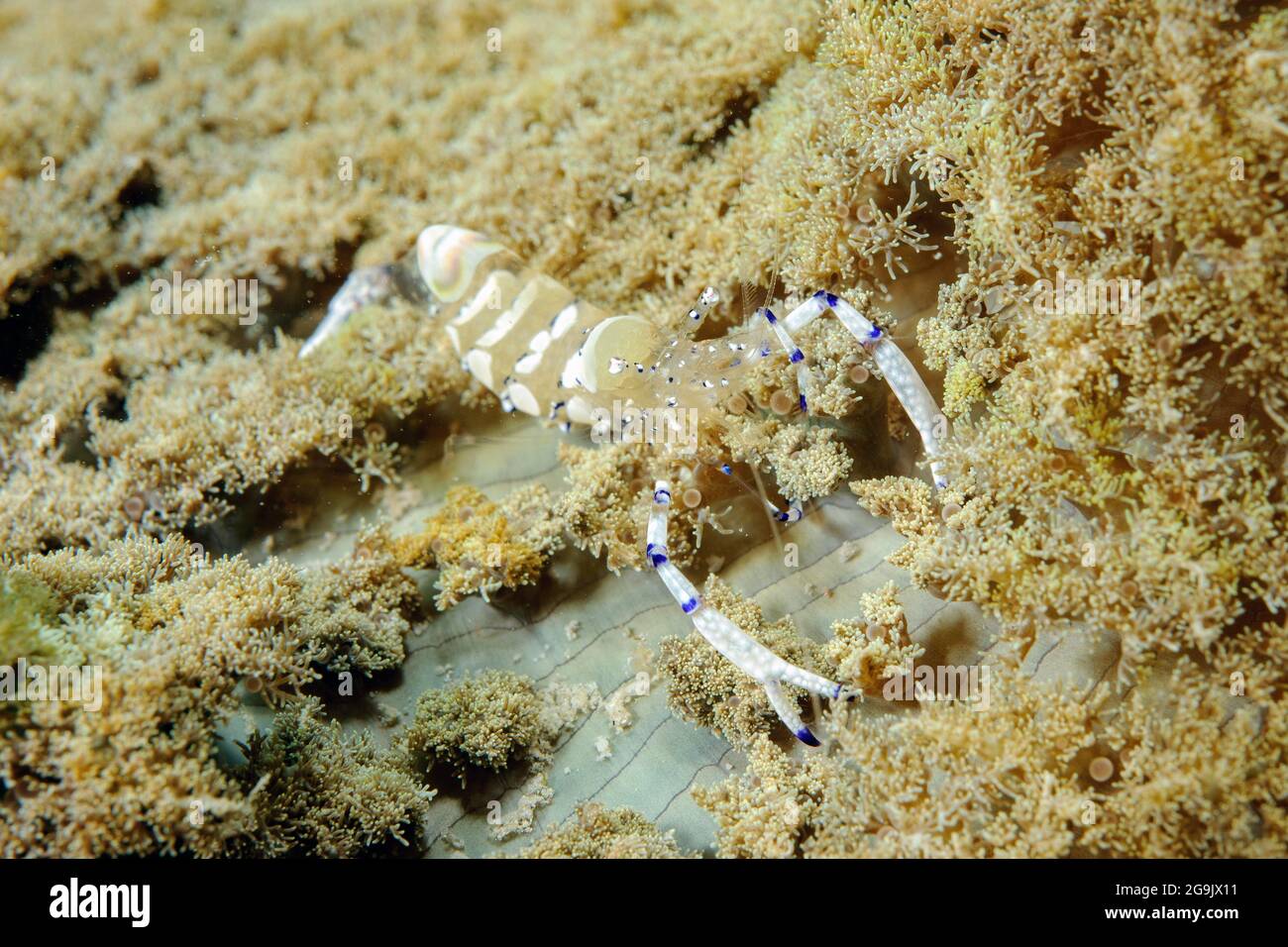 Holthuis partner shrimp (Ancylomenes holthuisi), Philippine Sea ...