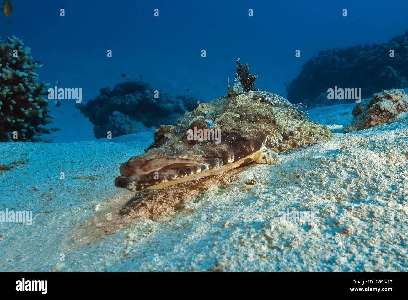 Tentacled flathead (Papilloculiceps longiceps), Red Sea Stock Photo - Alamy