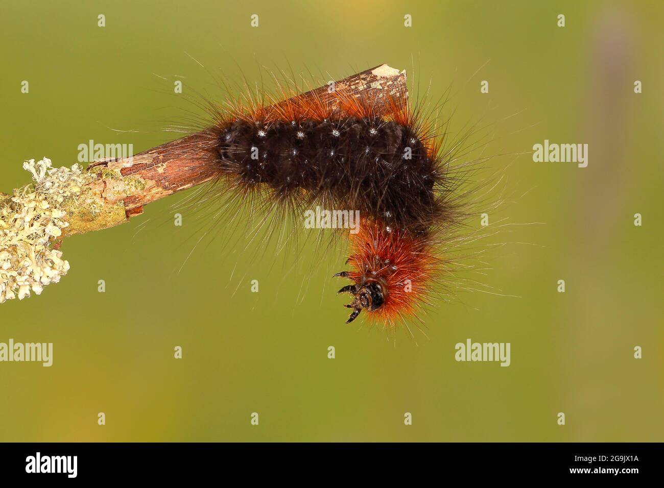 Garden tiger moth (Arctia caja), caterpillar, North Rhine-Westphalia ...