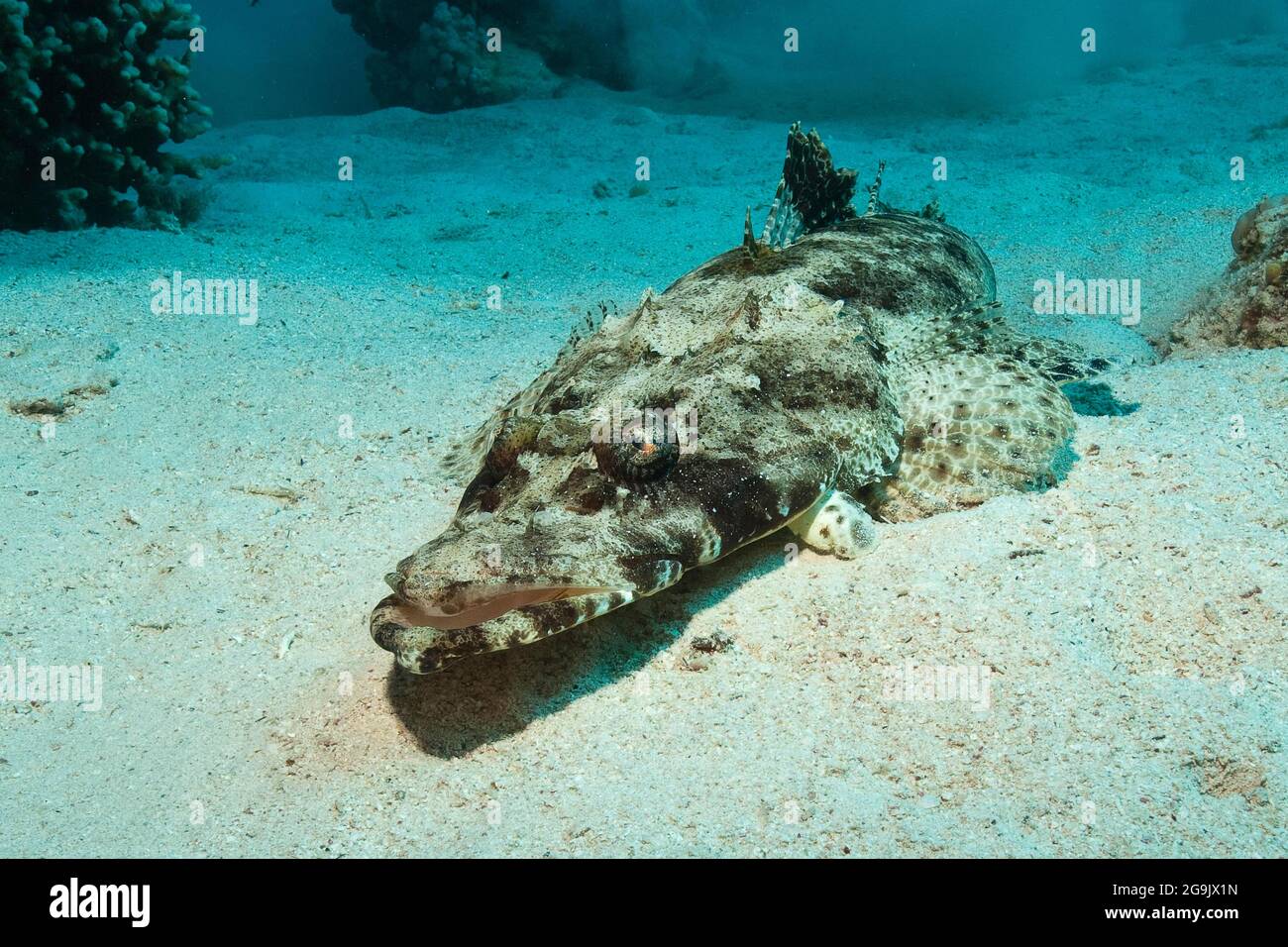 Tentacled flathead (Papilloculiceps longiceps), Red Sea Stock Photo - Alamy