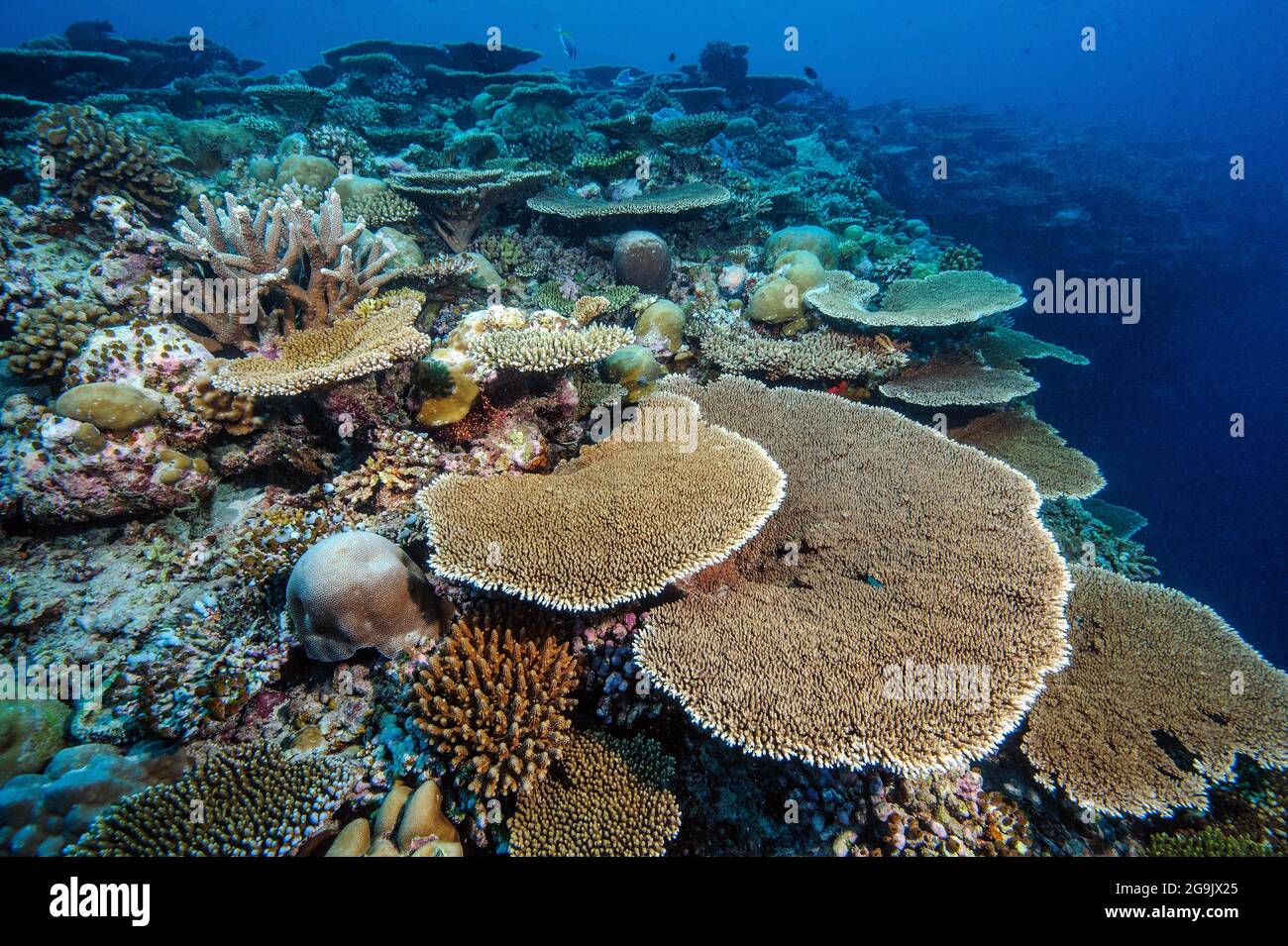 Intact coral reef with living stony corals (Scleractinia), Pacific Ocean Stock Photo - Alamy