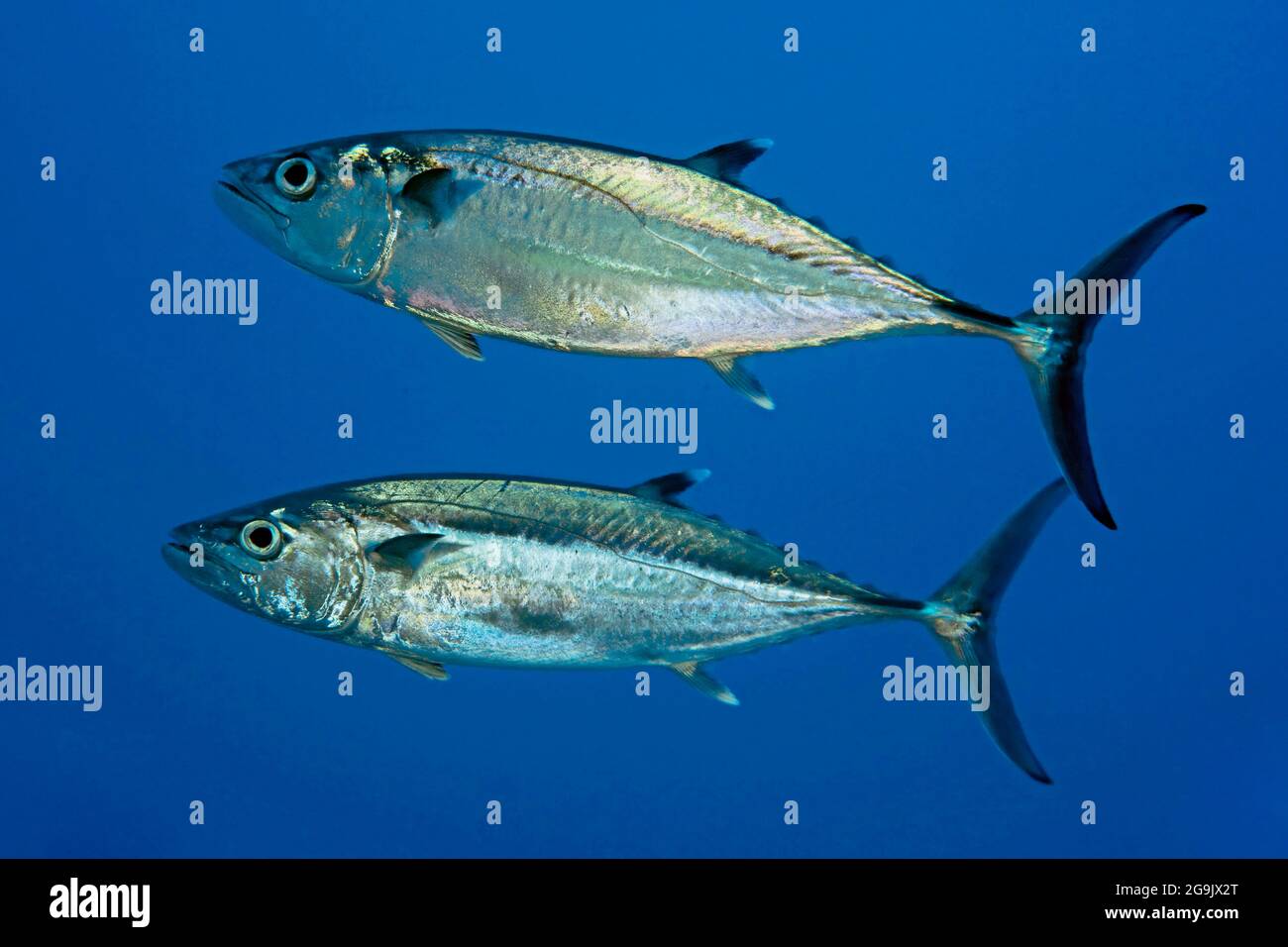 Dogtooth tuna (Gymnosarda unicolor), Dogtooth tuna, Red Sea Stock Photo ...