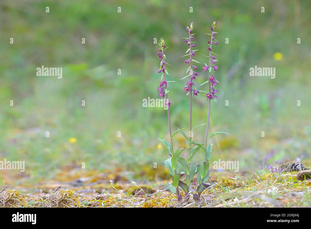 Dark red helleborine (Epipactis atrorubens), orchid, Eifel, North Rhine ...