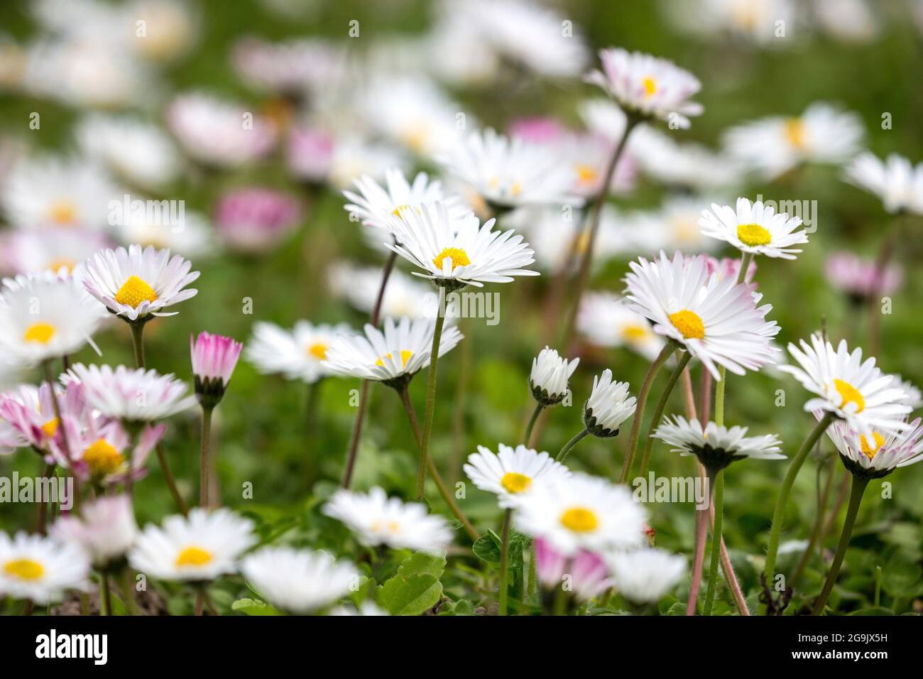 Daisies (Bellis perennis), flowering, Baden-Wuerttemberg, Germany Stock ...