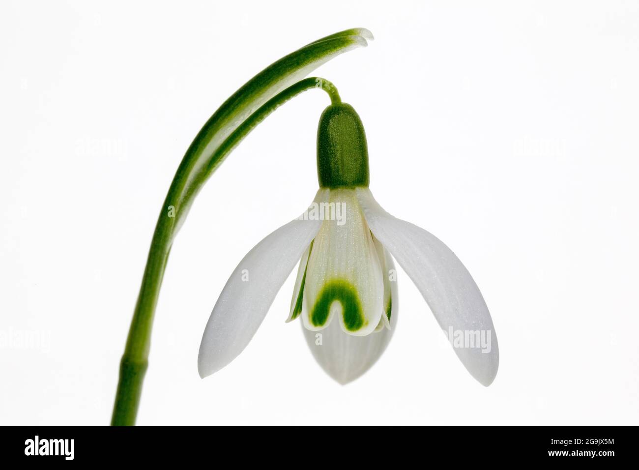 Galanthus flower hi-res stock photography and images - Alamy