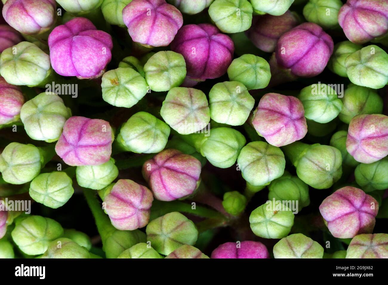 Bigleaf Hydrangea (Hydrangea macrophylla), unopened inner flower buds ...