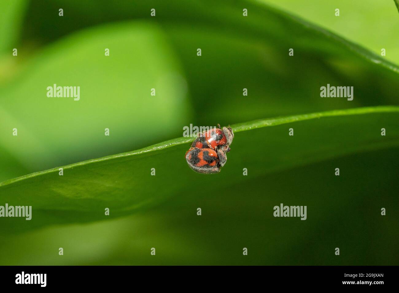 Mating of Vedalia beetle (Novius cardinalis) on Mikan orange leaf ...