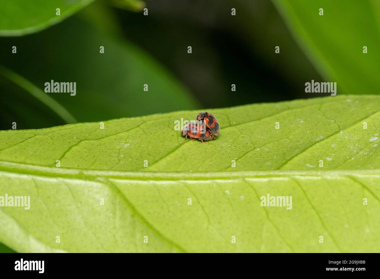 Mating of Vedalia beetle (Novius cardinalis) on Mikan orange leaf ...