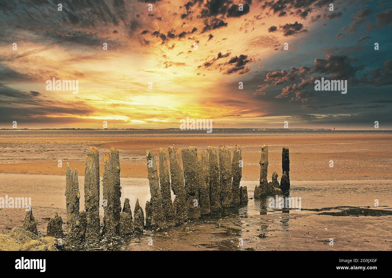 Old groynes in the North Sea, Amrum, Germany Stock Photo - Alamy