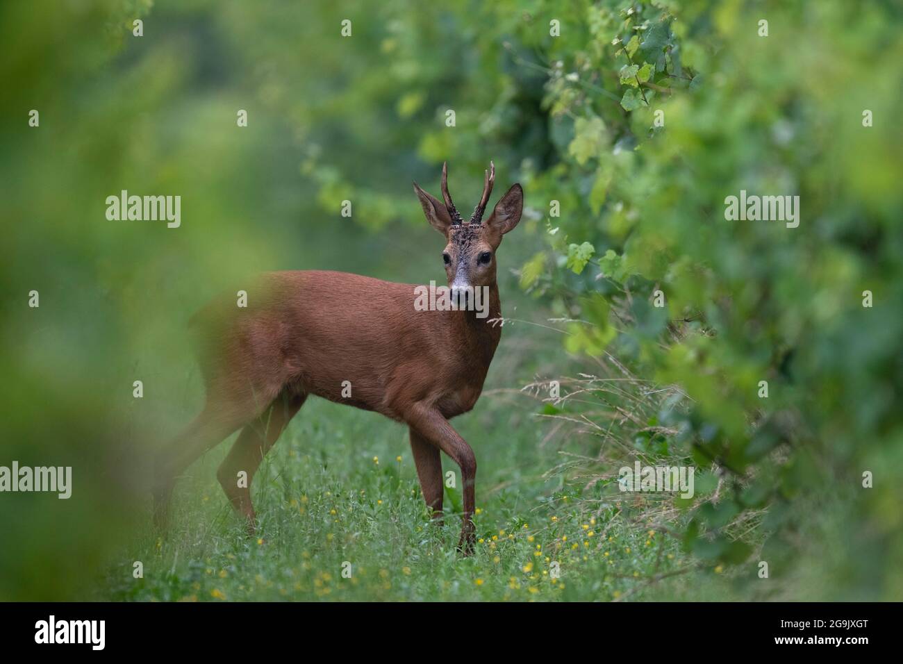 Roebuck (Capreolus capreolus) in a vineyard, Germany Stock Photo - Alamy