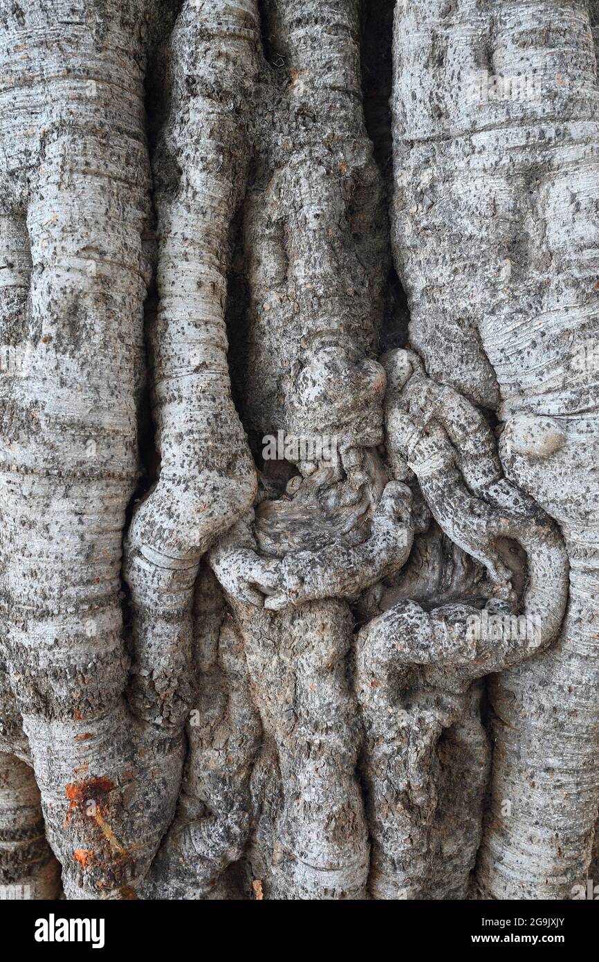 Bark, bark of old ficus tree (Ficus), Termini Imerese, Sicily, Italy ...