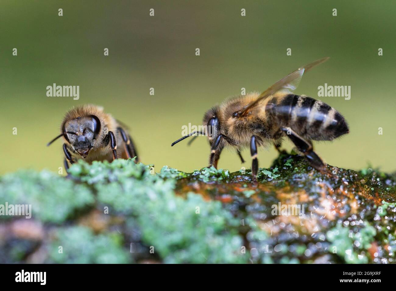 Honey Bees (Apis) ingesting liquid, Germany Stock Photo - Alamy