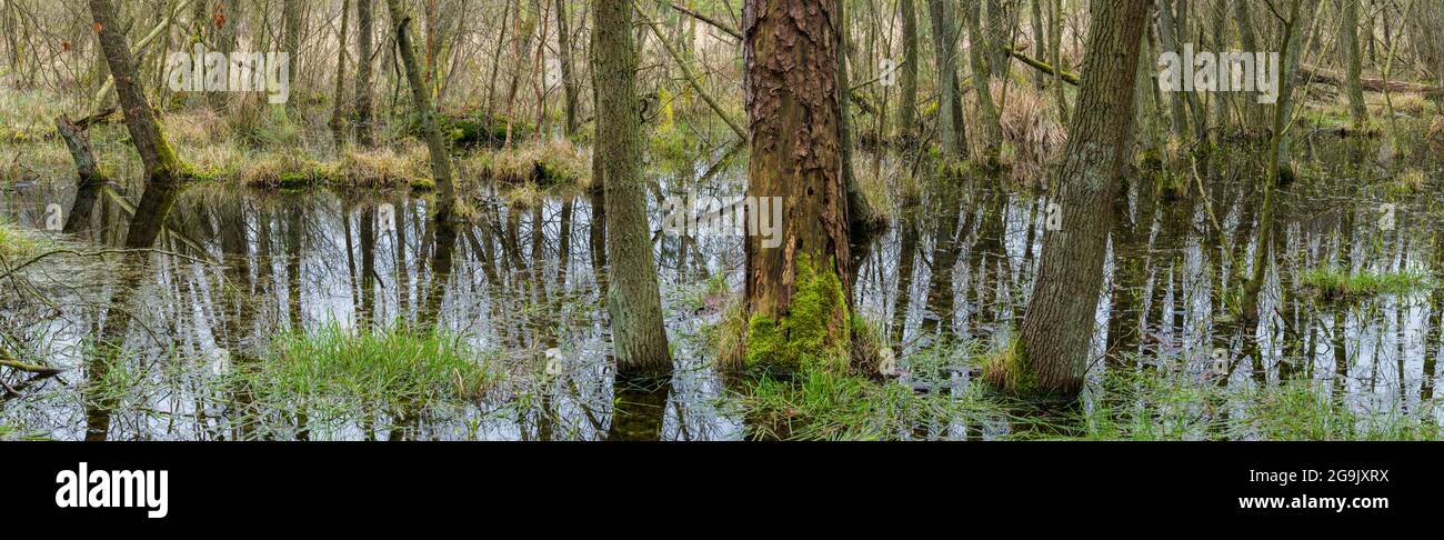Marshy alder marsh, Serrahn, Mueritz National Park, Germany Stock Photo ...