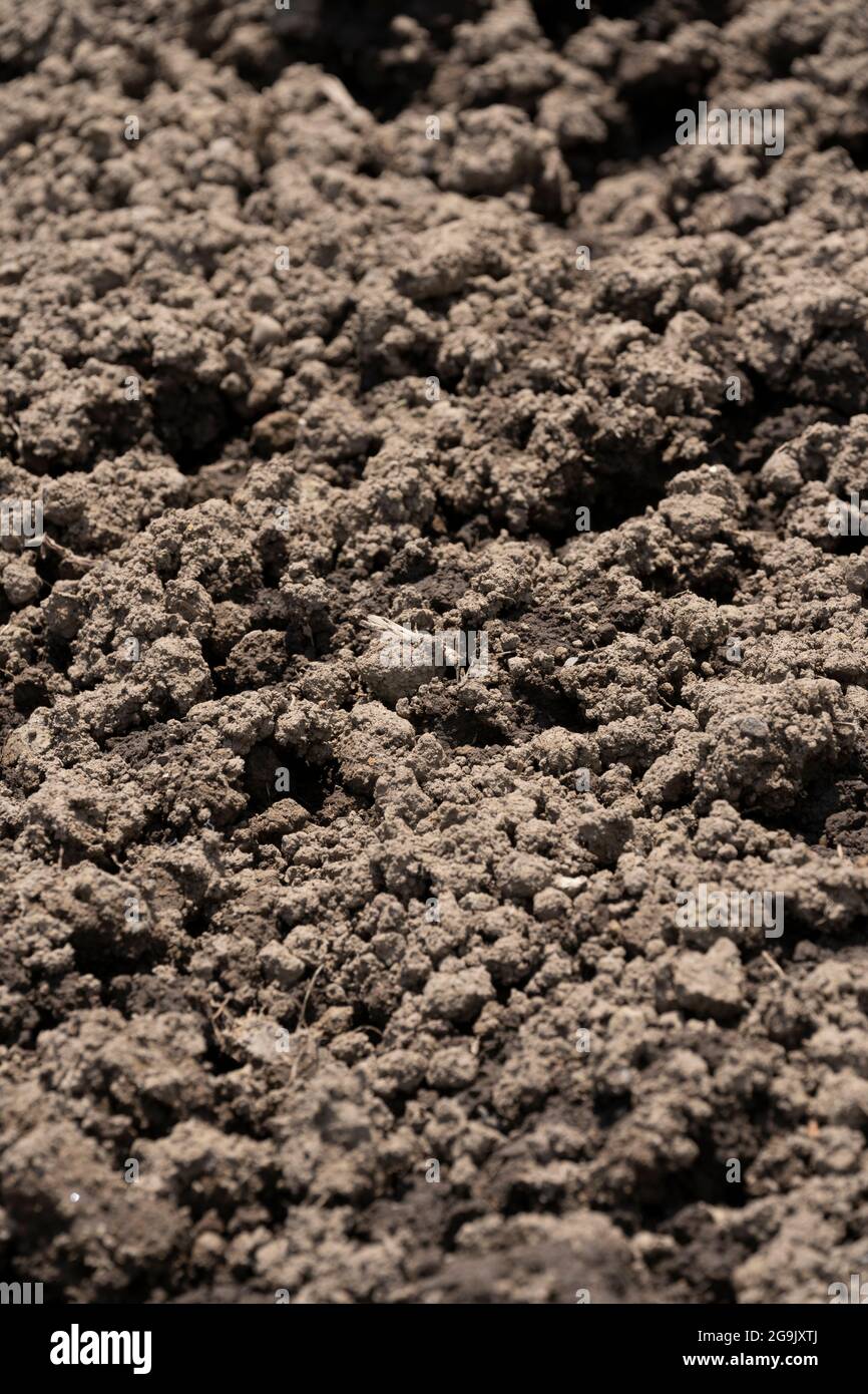Mud of rice field in June, just before rice planting, Isehara City ...